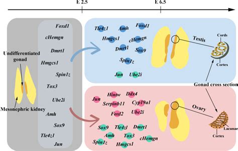 Overview Of Chicken Embryo Genes Related To Sex Differentiation Pmc