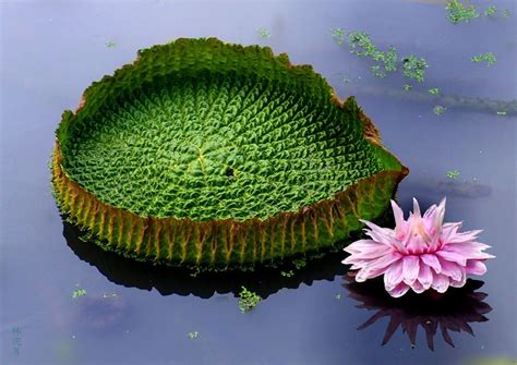 Form C Ya 2022 Characterisation Of Entities For Transfer Pricing Purposes Service Activities