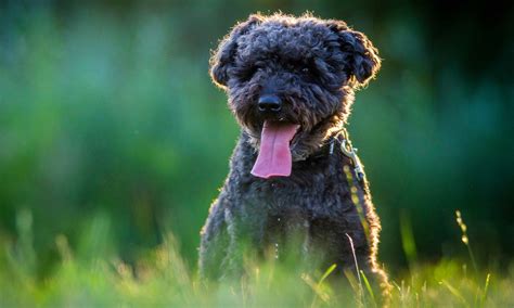 Pumi Breed Characteristics Care And Photos Chewy