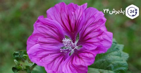 گل ختمی، خواص گل ختمی برای مو، فواید و مضرات گل ختمی برای پوست پذیرش۲۴