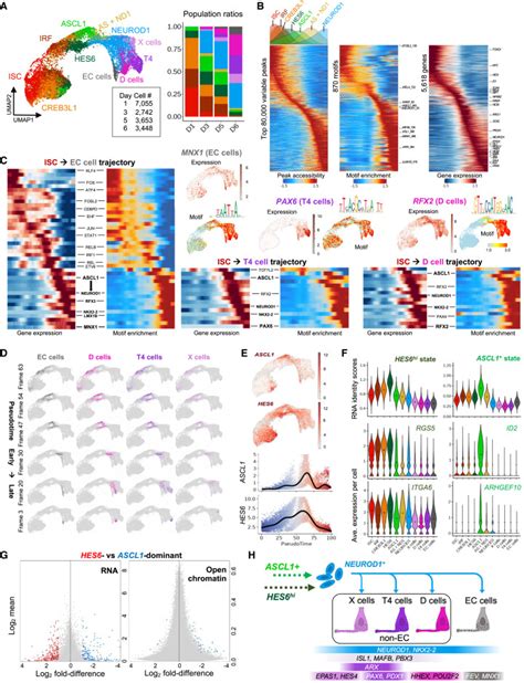 Transcription Factor Dynamics Oscillation And Functions In Human