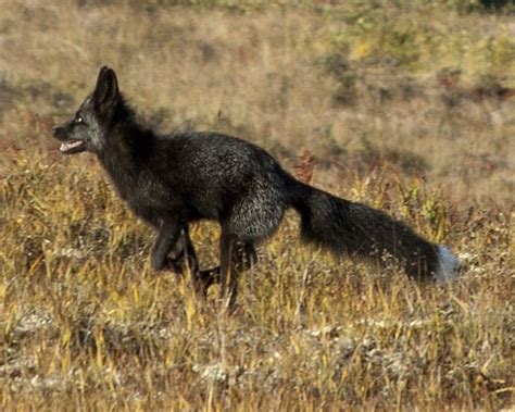 13 Legendary Hunts That Became American Folklore Bushcraft Base Camp