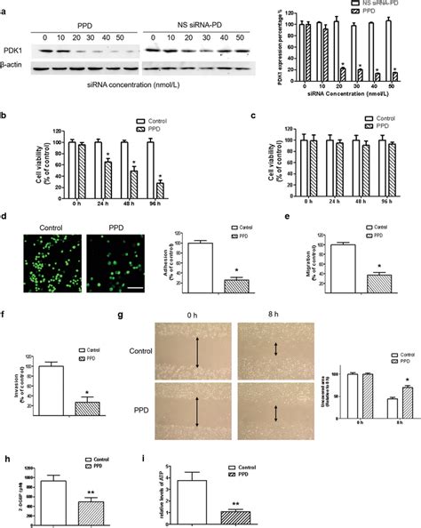 The Sipdk1‐pd‐l1 Mab‐dendrimer Complex Ppd Can Effectively Reduce Download Scientific Diagram