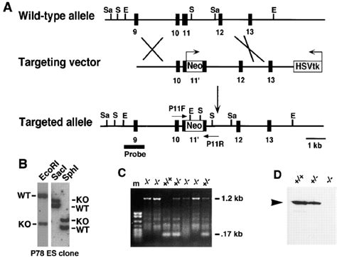Targeted Disruption Of The P Cadherin Gene A Schematic Download Scientific Diagram