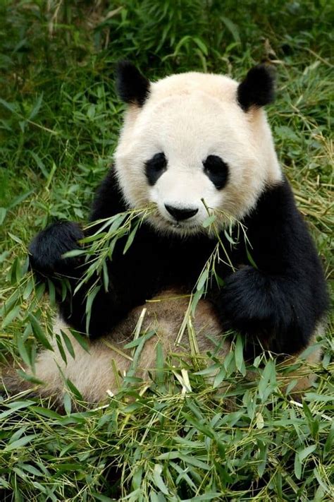 ultimate panda quiz questions and answers 2025 quiz