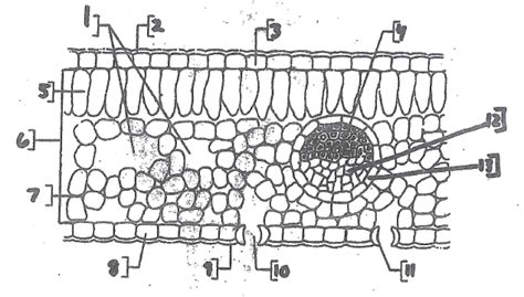 Leaf Cross Section Diagram Quizlet
