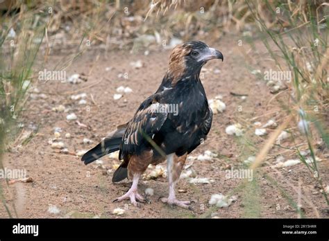 The Black Breasted Buzzard Is Quite Large With Broad Rounded Wings