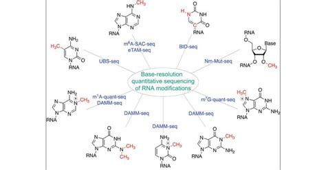Mehrdad Mike Shadmehr On Linkedin Base Resolution Sequencing Methods For Whole Transcriptome