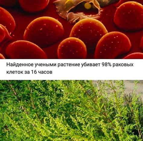 Алибек Сагадинов Полынь сила Instagram