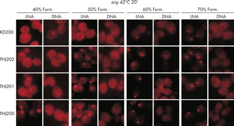 Custom Lna Detection Probe 1 5 Tye665 Qiagen 优宁维 Univ 商城
