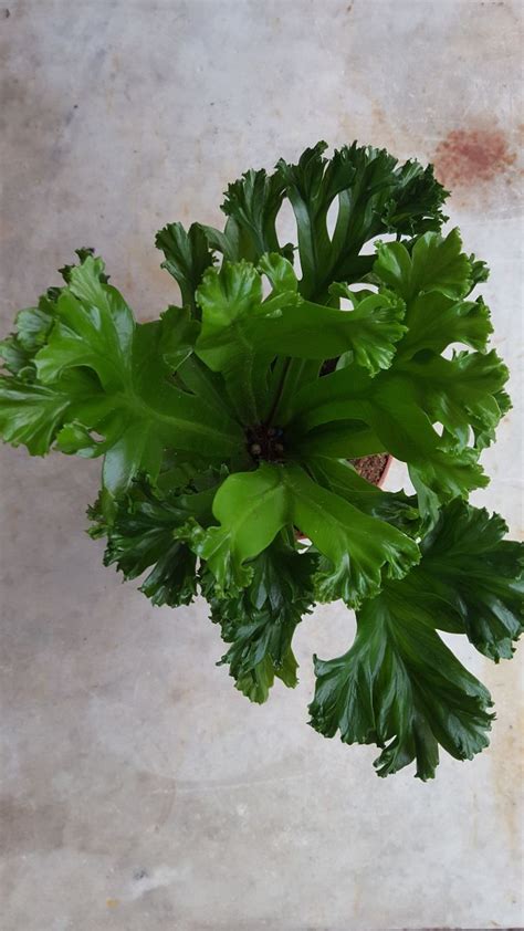 Asplenium Nidus Crissie Birds Nest Fern House Plants Brighton