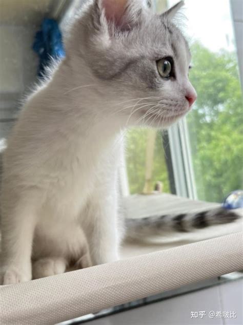 一只流浪猫，和我的故事 知乎