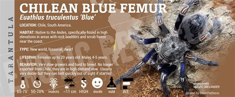 Euathlus Truculentus Blue Chilean Blue Femur Tarantula Cards And