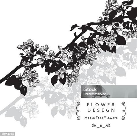 꽃과 나뭇잎 흰색 배경에 고립 꽃 애플 트리 분기 벡터 조각 그림입니다 0명에 대한 스톡 벡터 아트 및 기타 이미지 0명 검은색 고풍스런 Istock