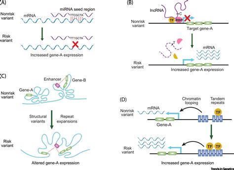The Role Of Noncoding Variants In Heritable Disease Trends In Genetics