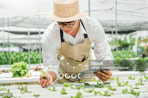 행복 아시아 남자 정원사 스마트 농업 Iot 기술 수경 재배 농장의 신선도 야채 수경 온실 30 34세에 대한 스톡 사진 및 기타 이미지 30 34세 건강관리와 의술