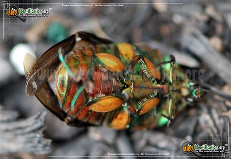 Green June Beetle