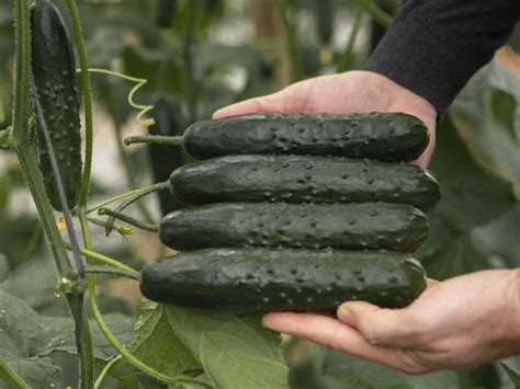 Basf Endulza El Mercado De Pepino Franc S Con Shantelle Y Dronne