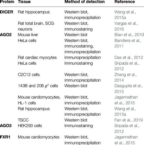 Mirna Biogenesis And Risc Proteins Detected In Mitochondria Download Scientific Diagram
