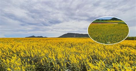 មានសក់ខ្លីជូនទៅអត់ សួនផ្កានៅកំពង់ស្ពឺនេះ ដល់រដូវរីកទៀតហេីយ ស្អាតខ្លាំង Khmerload Cambodia