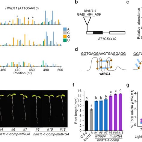Pdf Rna G Quadruplex Structures Exist And Function In Vivo