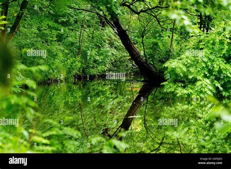 Tree Reflected In Water Stock Photo Alamy