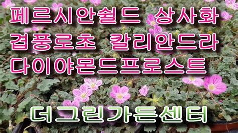 더 그린 가든센터 🌳다이아몬드 프로스트🌸겹풍로초 3종🌸 상사화 🌸칼리안드라🌸페르시안쉴드 🌸프릴사랑초 🌸멕스웰톤 🌸핑크샤워베고니아 🌳 Youtube