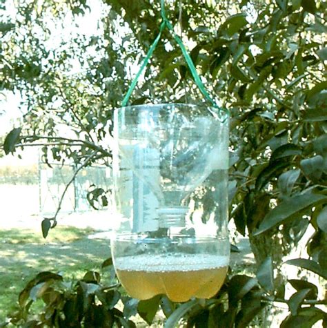 Do It Yourself Wasp Control Good Fruit Grower