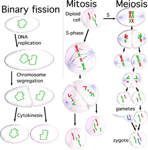 Binary Fission Types Process And Examples Of Binary Fission Daily