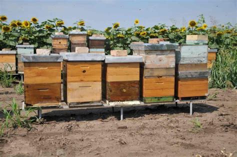 The 7 Best Types Of Beehives For Beekeepers Minneopa Orchards