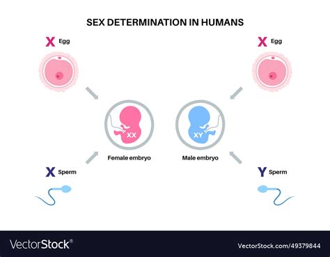 Sex Determination In Humans Royalty Free Vector Image Sex Determination In Humans Royalty Free Vector Image