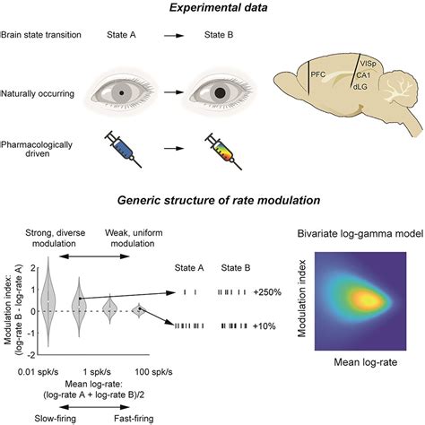 Brain State Transitions Primarily Impact The Spontaneous Rate Of Slow