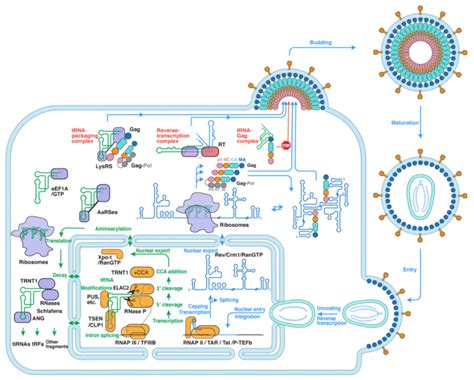 A Simplified Overview Of The Interplay Between Trna Metabolism And