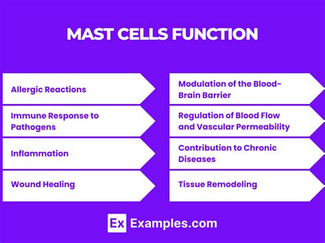 Mast Cells Functions Cell Signaling Locations Role