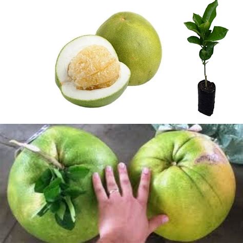 Muda De Laranja Zamboa Enxertada Para Doces Dancruz Dancruz Plantas