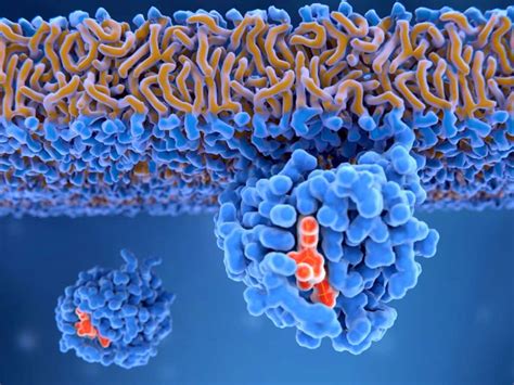 Removing Binding Sites Of Myc Oncogene Slows Cancer Cell Growth