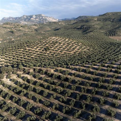 Lidl And Izertis Blockchain Technology To Guarantee Olive Oil Traceability Izertis
