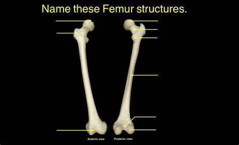 Femur Structures Diagram Quizlet
