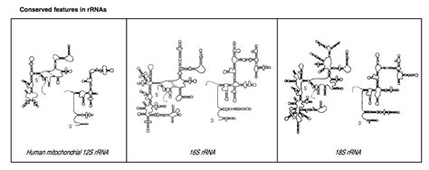 Molecular Biology What Causes The Variableconserved Structure In The