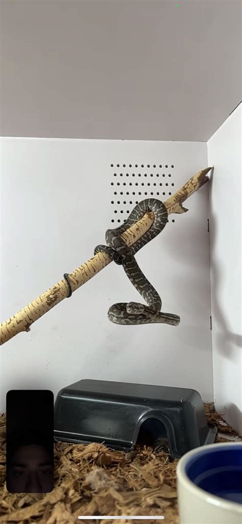 I Just Got My First Bredli Ever Hes Not In A High Traffic Area But When I Went To Check On Him