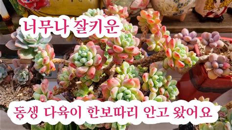 짜잔~~연지라울 짱 이쁘죠 콩분고수 동생네 다육이 한보따리 안고 왔어요 Youtube