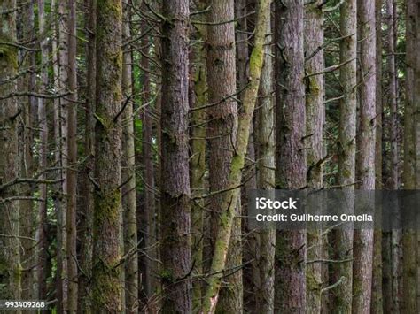 서양 독 당근 및 더글러스 전나무 침 엽 수 숲 브리티시 컬럼비아 캐나다에서 근접 촬영 0명에 대한 스톡 사진 및 기타 이미지