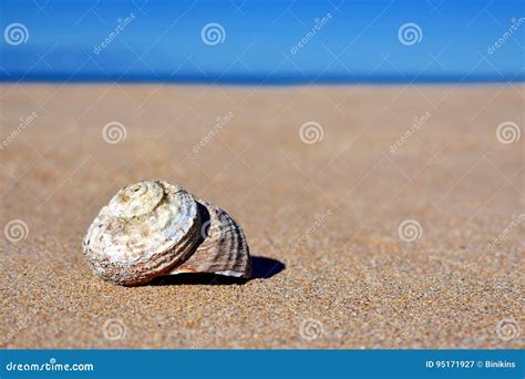 Pipi Shell Royalty Free Stock Photo CartoonDealer Com