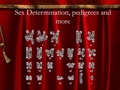 Sex Determination Pedigrees And More
