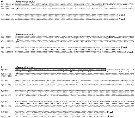 Sequence Comparison Of TRNA Derived SINEs Containing A LINE Sequence At Download Scientific