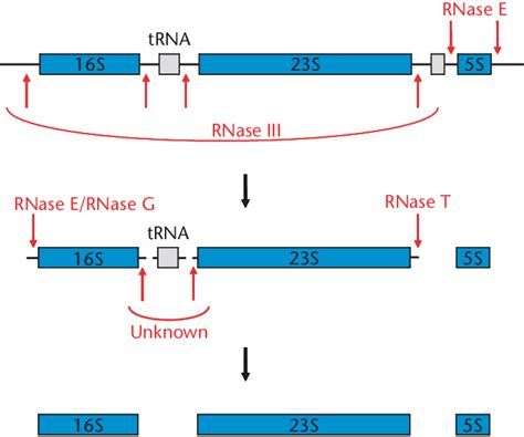 Rrna Processing In Bacteria The Rrna Operon In Bacteria Contains All