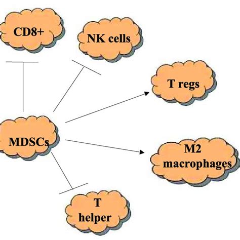 Function Of Mdscs Suppression Of Cd8 Nk Cells Inhibition Of Download Scientific Diagram