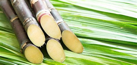 Conheça As épocas De Plantio Da Cana De Açúcar Brasquímica