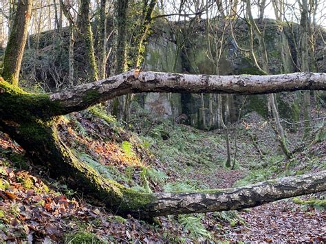 Magical Power Of The Twin Tree And The Living Fire