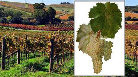 მევენახეობა მეღვინეობა Agronews Ge